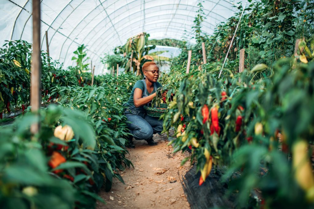 Join a Community Supported Agriculture Program to Save on Food