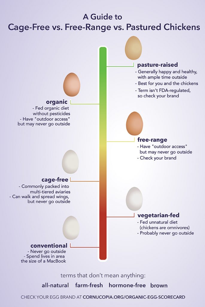 Cage-Free vs. Free-Range vs. Pastured Eggs: Which are Best?