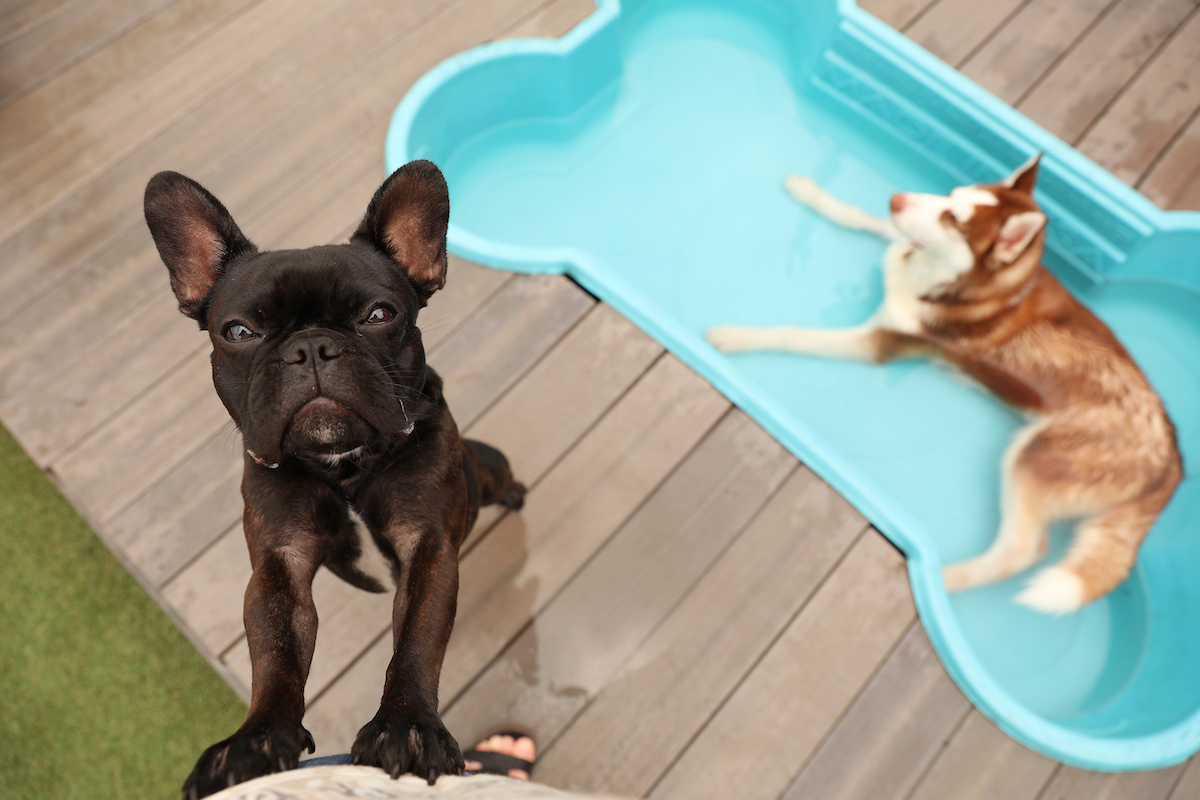 Is Doggy Day Care Worth The Price Here s What To Consider