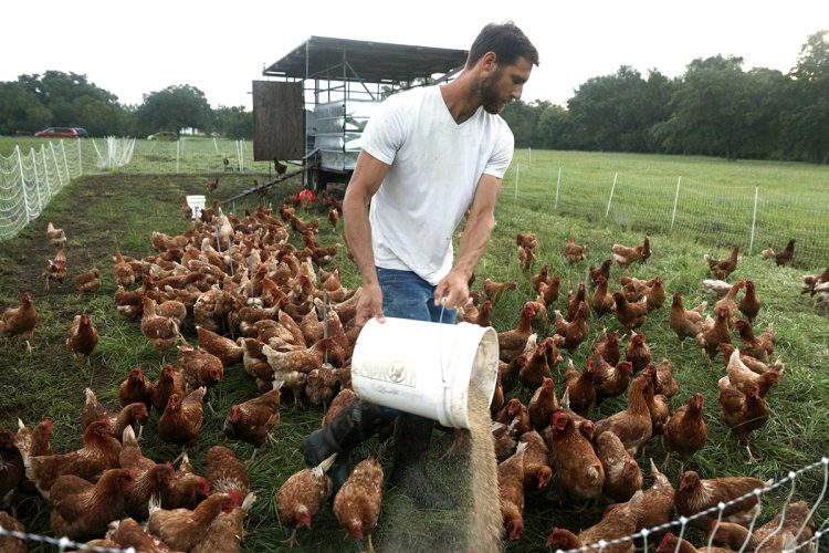 How This Family Went From Homesteading to Chicken Farming