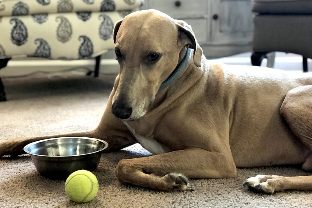 These DIY Slow Feeder Dog Bowls Could Prevent Canine Bloat