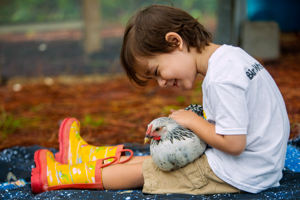 Here’s What It Costs to Raise Chickens in Your Backyard