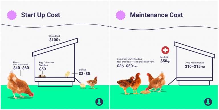 Here’s What It Costs to Raise Chickens in Your Backyard
