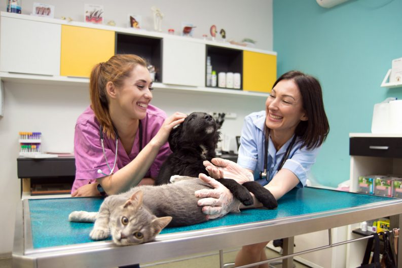 Free Spay and Neuter Services for Dogs and Cats