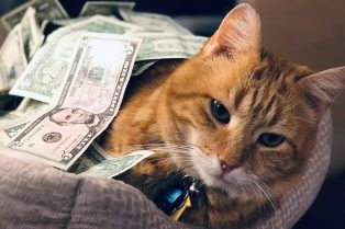 Treat Your Cat or Dog With These 27 Pet Freebies