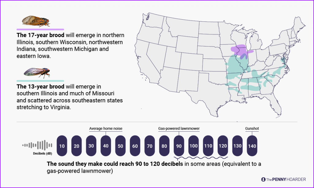 11 Cicadas Recipes To Help You Enjoy the Latest Brood